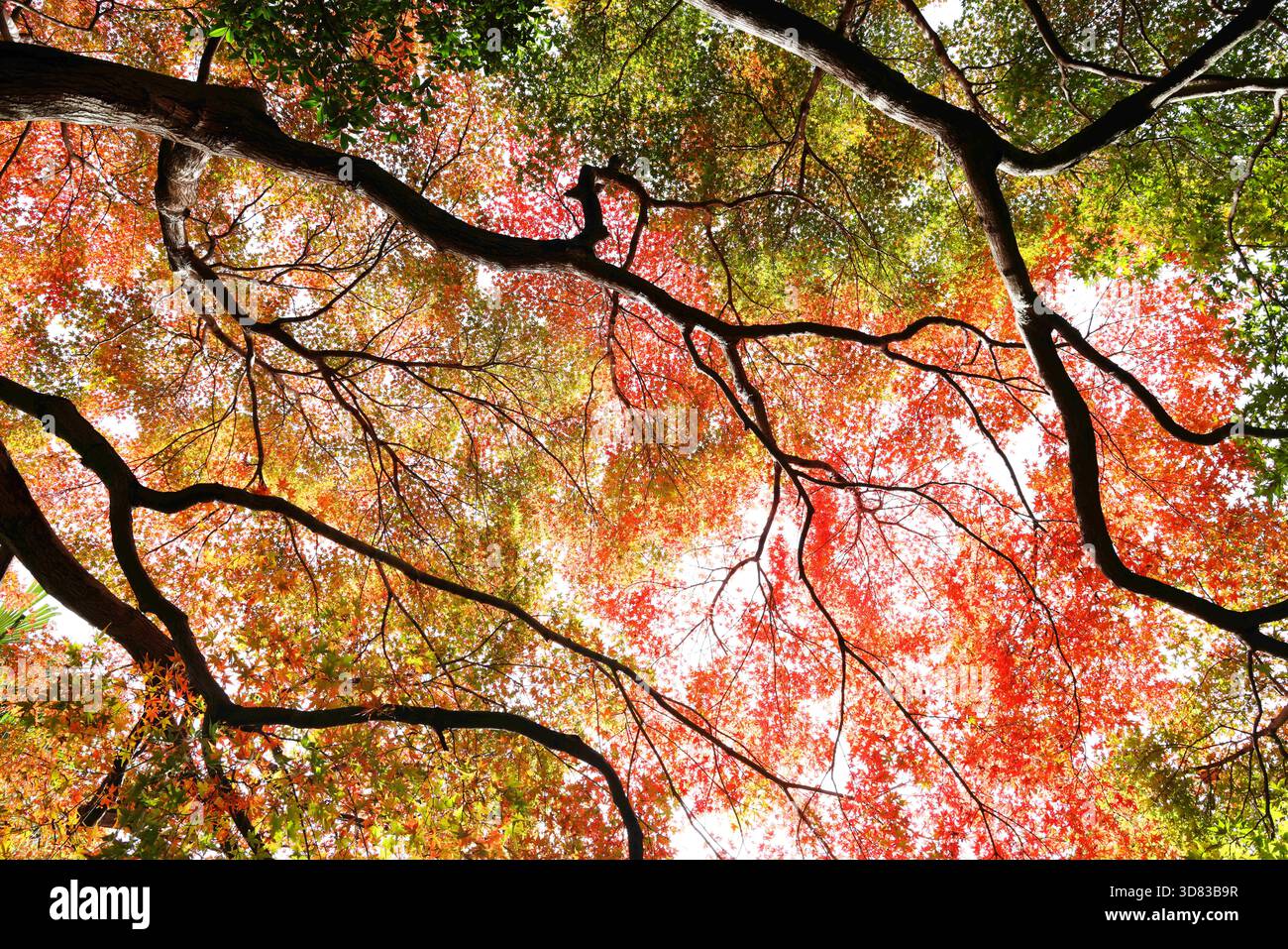Maple leaves in Shanghai, China, 27 November, 2025. (Photo by ...