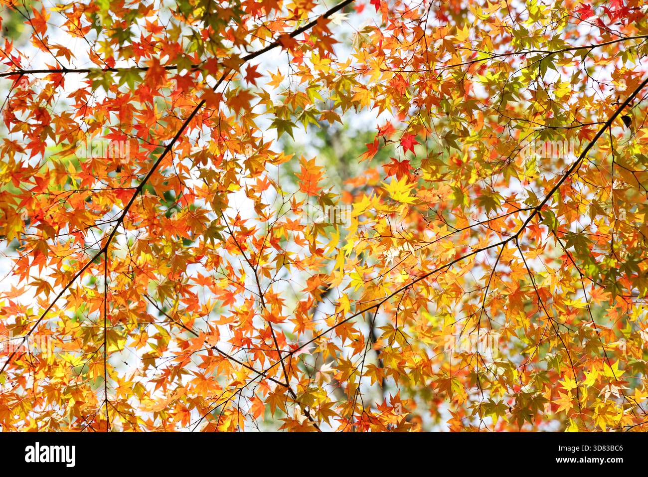 Maple leaves in Shanghai, China, 27 November, 2025. (Photo by ...