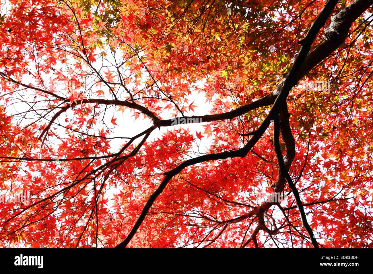 Maple leaves in Shanghai, China, 27 November, 2025. (Photo by ...
