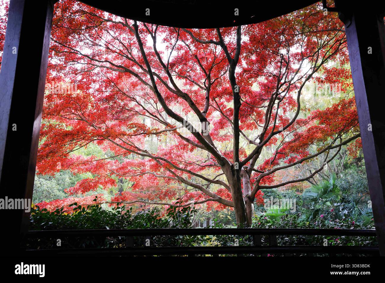 Maple leaves in Shanghai, China, 27 November, 2025. (Photo by ...