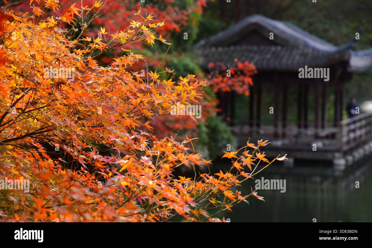 Red maple leaves in Hangzhou City, east China's Zhejiang Province, 27 ...
