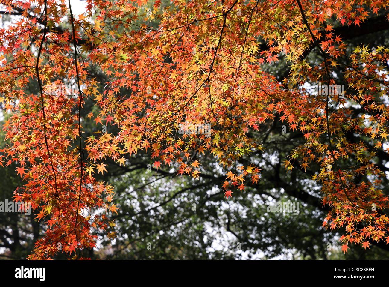 Maple leaves in Shanghai, China, 27 November, 2025. (Photo by ...