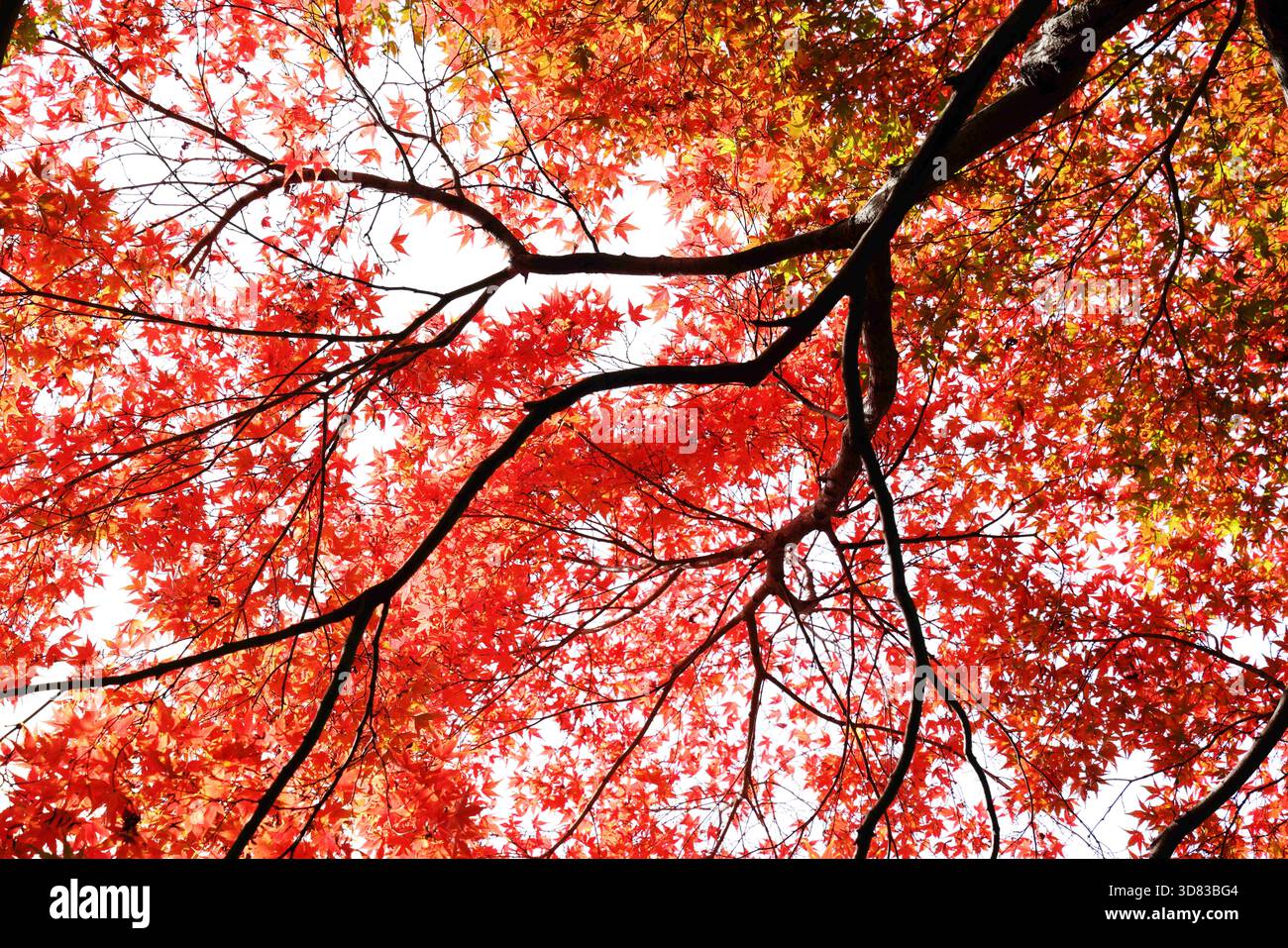 Maple leaves in Shanghai, China, 27 November, 2025. (Photo by ...