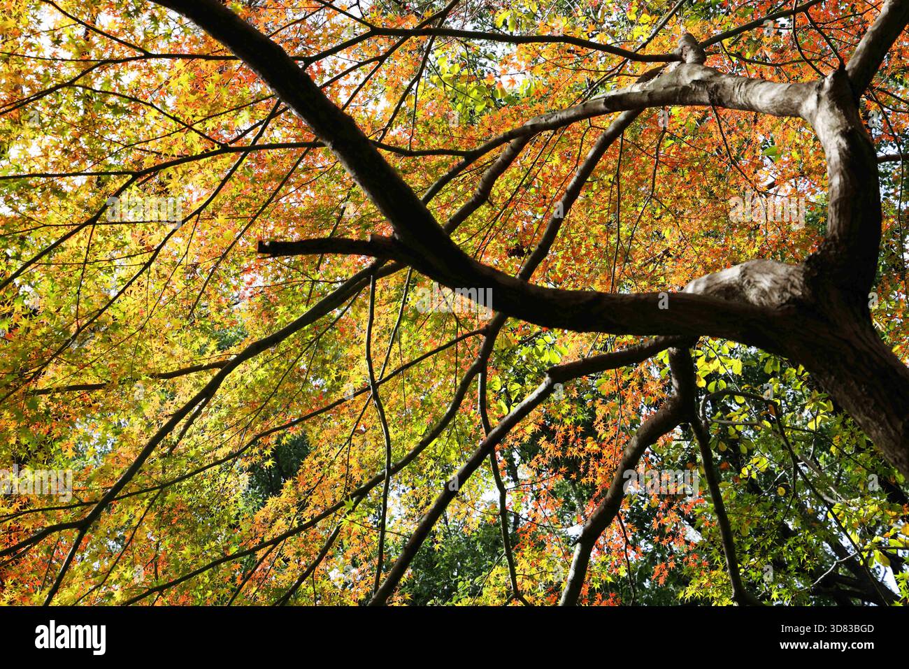 Maple leaves in Shanghai, China, 27 November, 2025. (Photo by ...