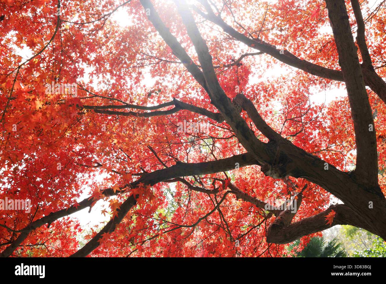 Maple leaves in Shanghai, China, 27 November, 2025. (Photo by ...