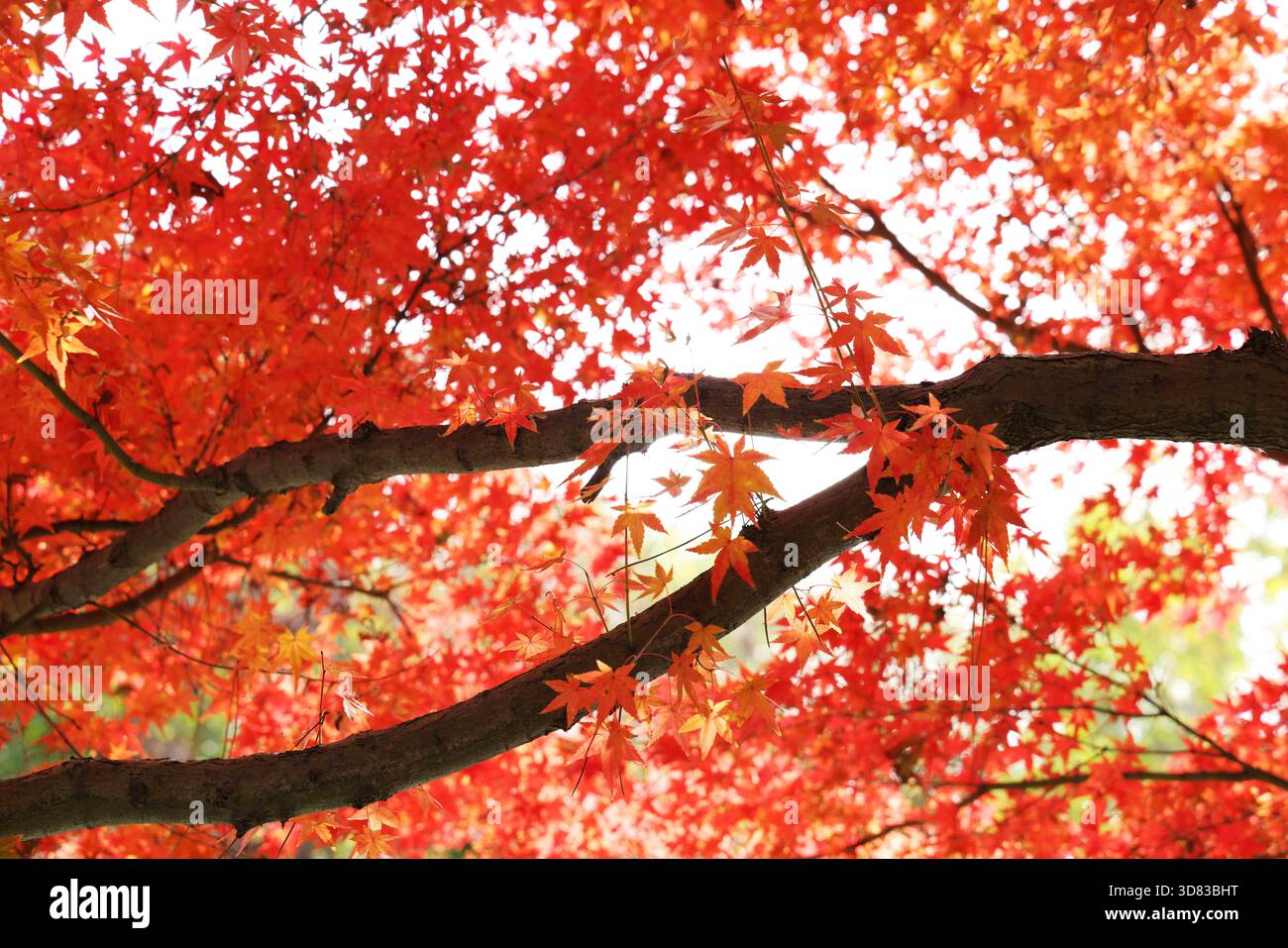 Maple leaves in Shanghai, China, 27 November, 2025. (Photo by ...
