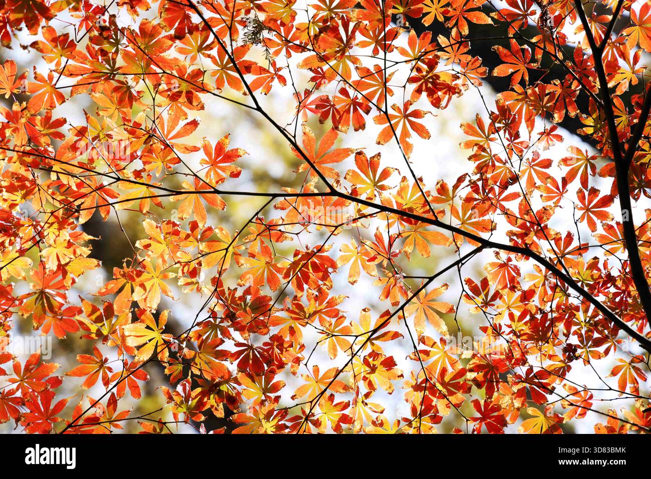 Maple leaves in Shanghai, China, 27 November, 2025. (Photo by ...