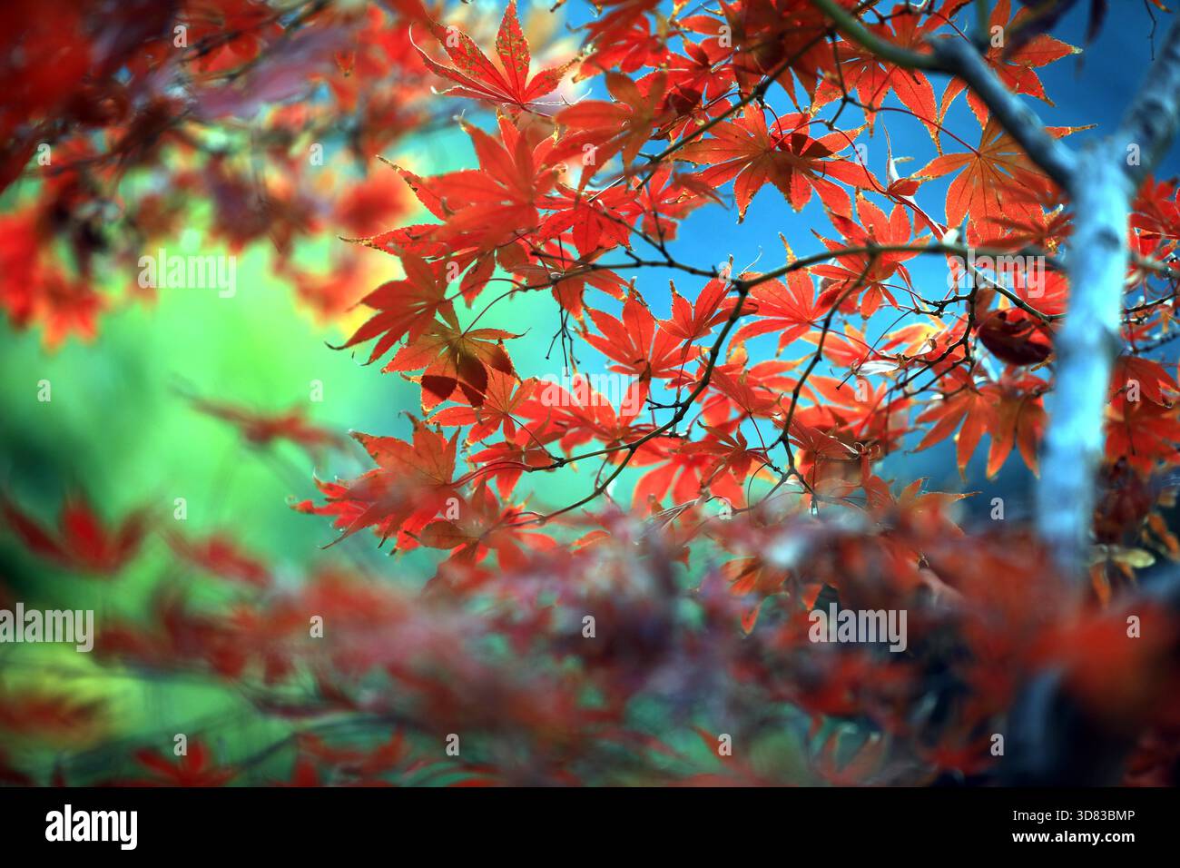Red maple leaves in Huai'an City, east China's Jiangsu Province, 26 ...
