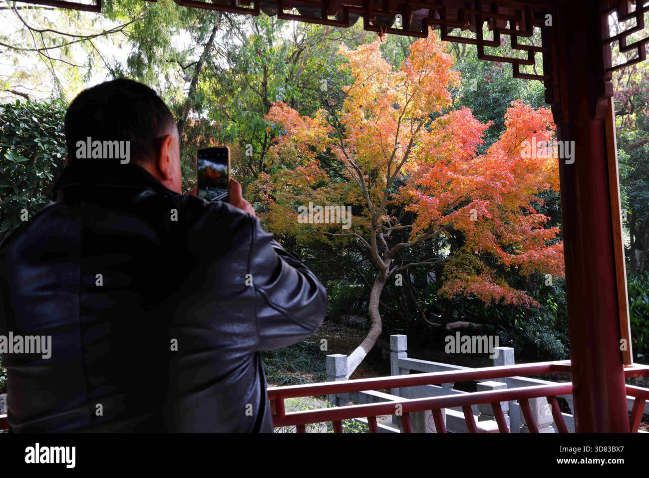 Maple leaves in Shanghai, China, 27 November, 2025. (Photo by ...