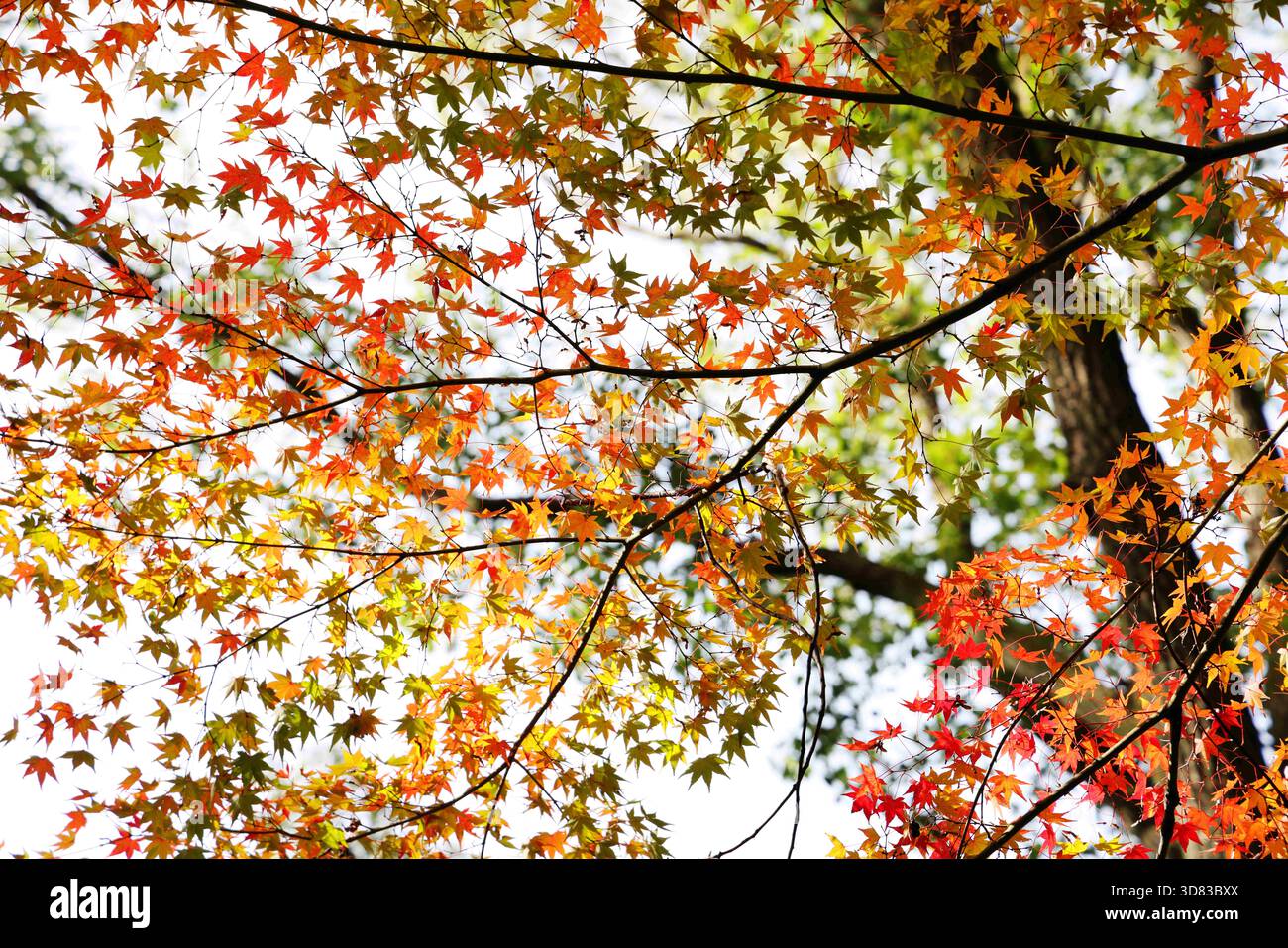 Maple leaves in Shanghai, China, 27 November, 2025. (Photo by ...