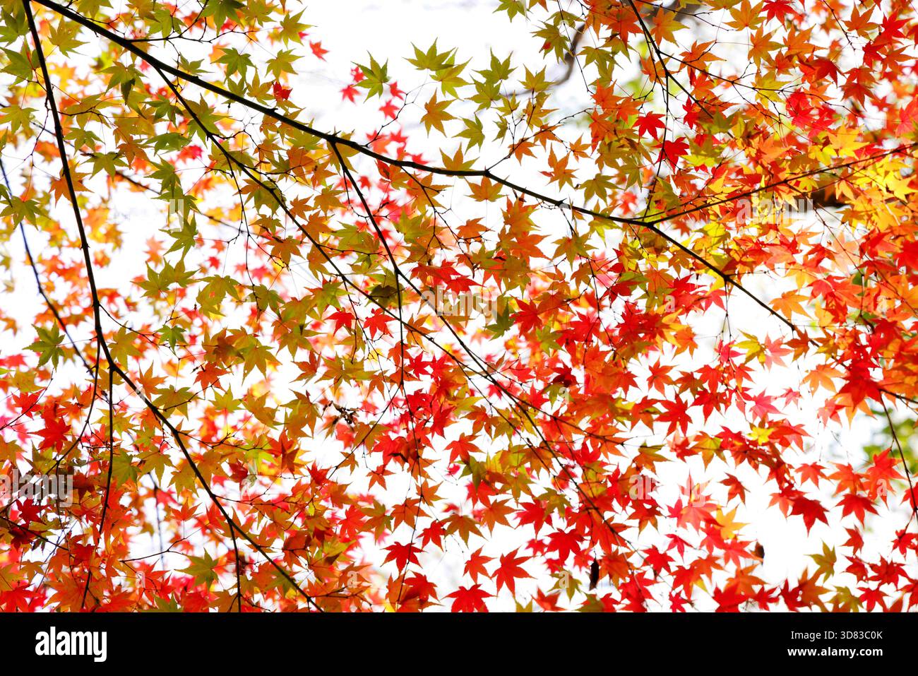 Maple leaves in Shanghai, China, 27 November, 2025. (Photo by ...