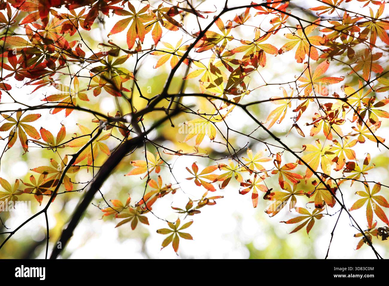 Maple leaves in Shanghai, China, 27 November, 2025. (Photo by ...