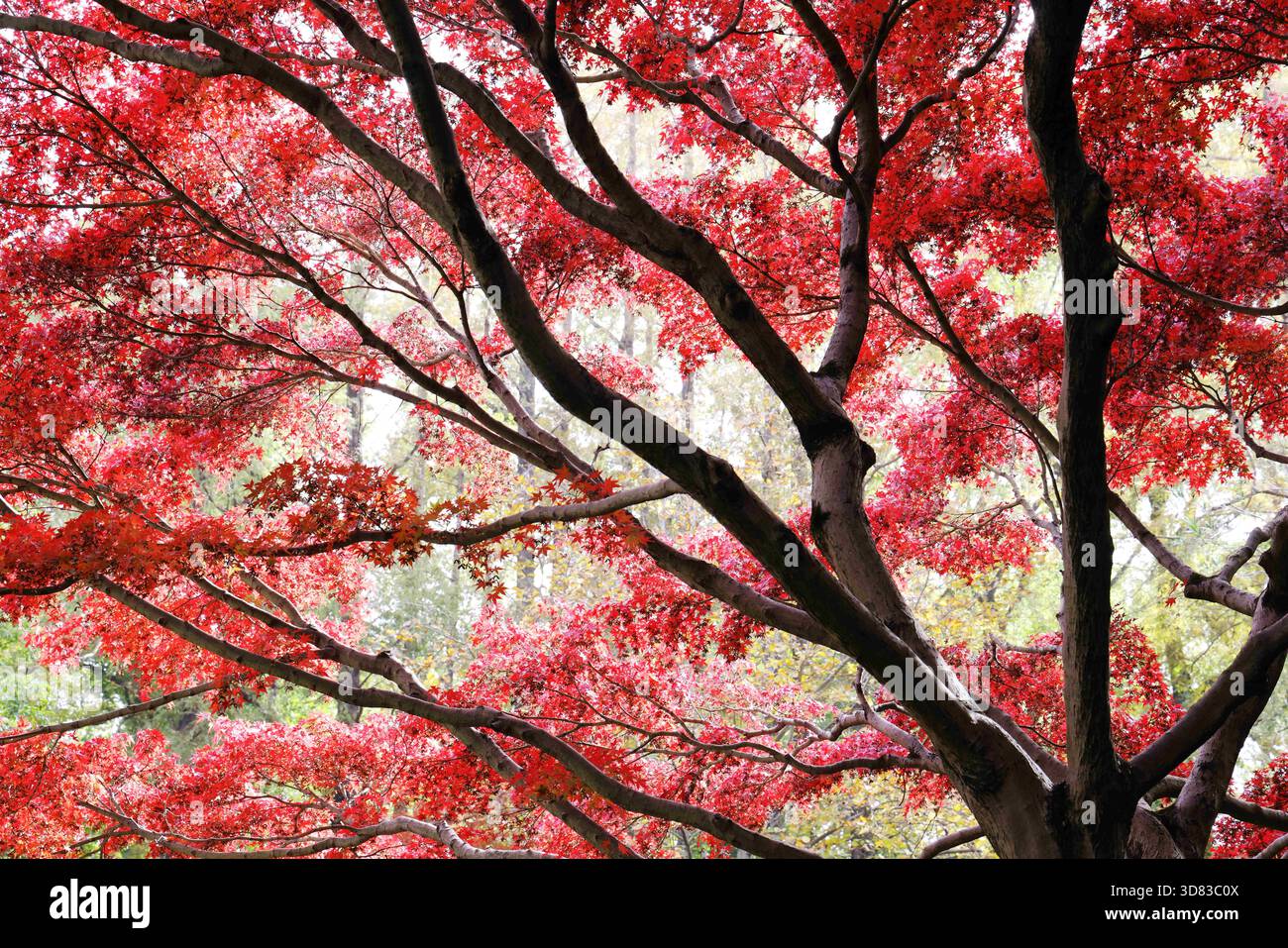 Maple leaves in Shanghai, China, 27 November, 2025. (Photo by ...