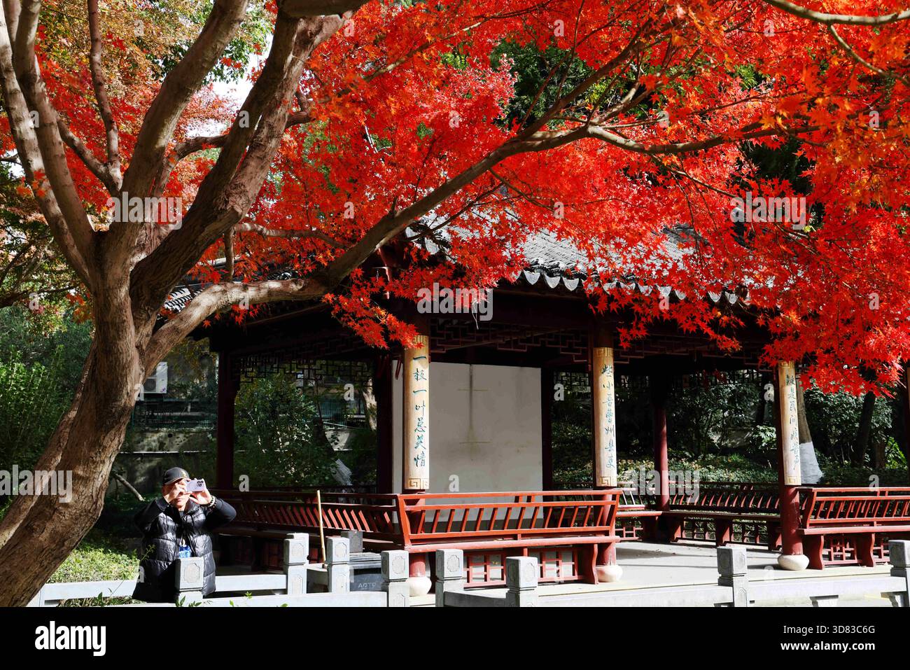 Maple leaves in Shanghai, China, 27 November, 2025. (Photo by ...