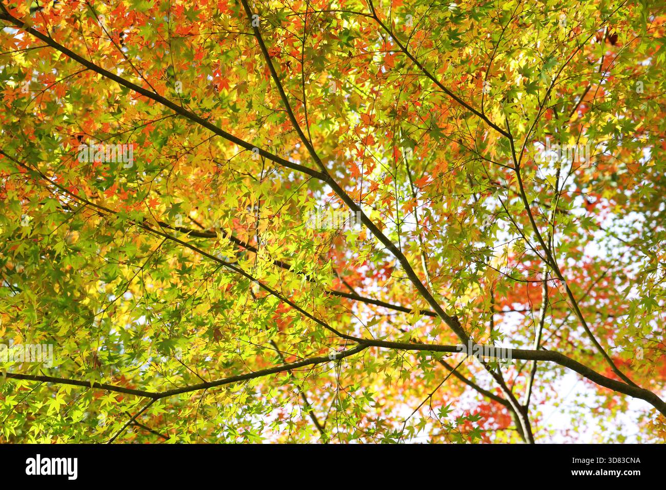 Maple leaves in Shanghai, China, 27 November, 2025. (Photo by ...
