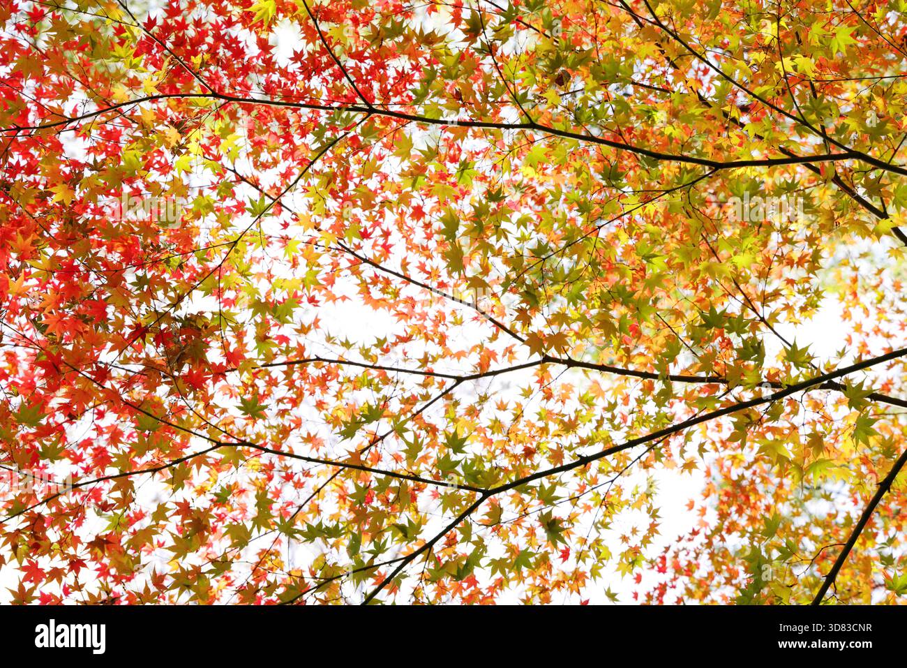 Maple leaves in Shanghai, China, 27 November, 2025. (Photo by ...