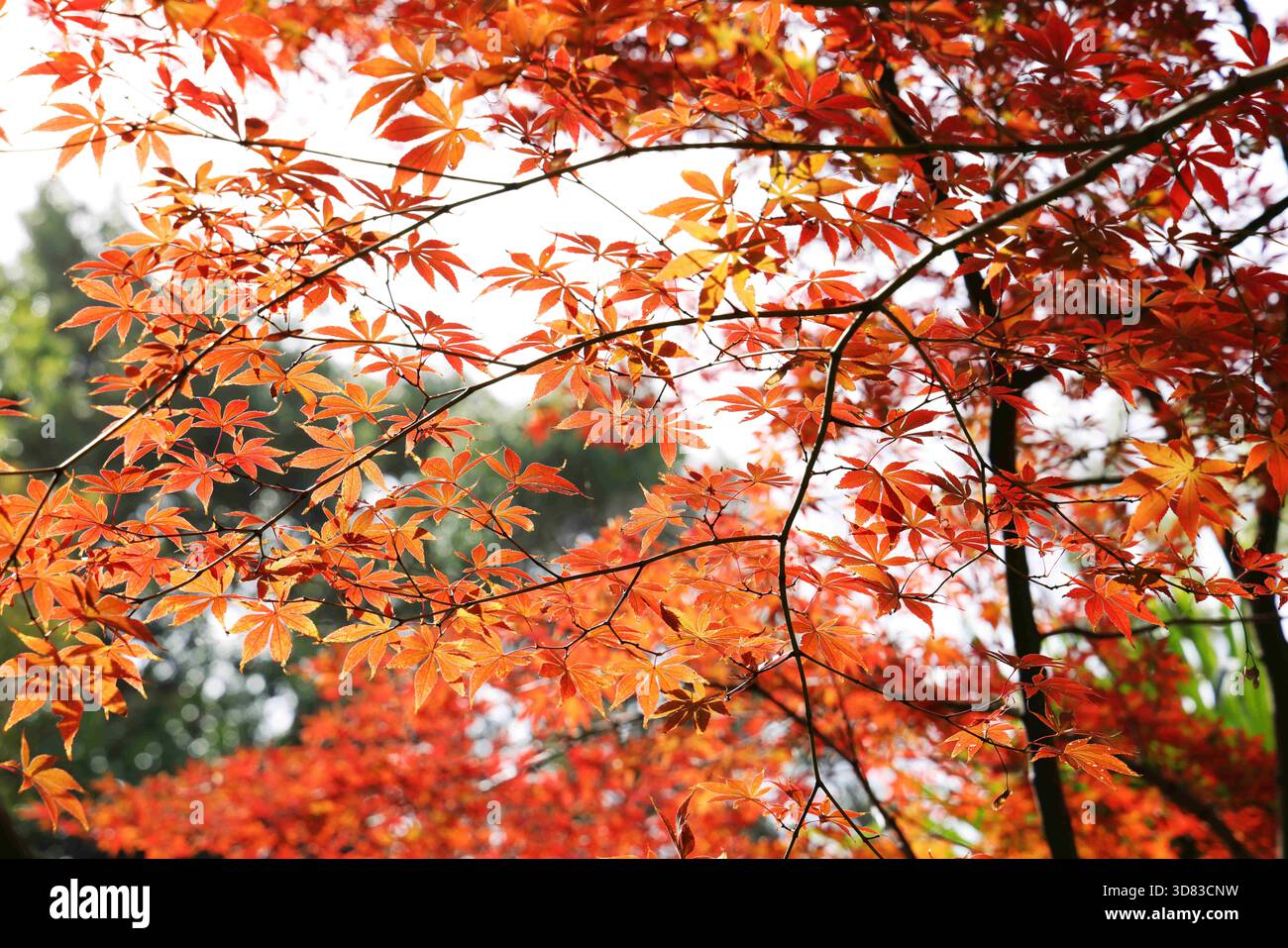 Maple leaves in Shanghai, China, 27 November, 2025. (Photo by ...