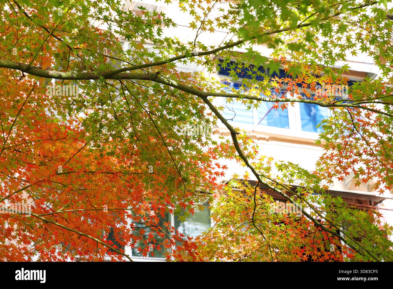 Maple leaves in Shanghai, China, 27 November, 2025. (Photo by ...