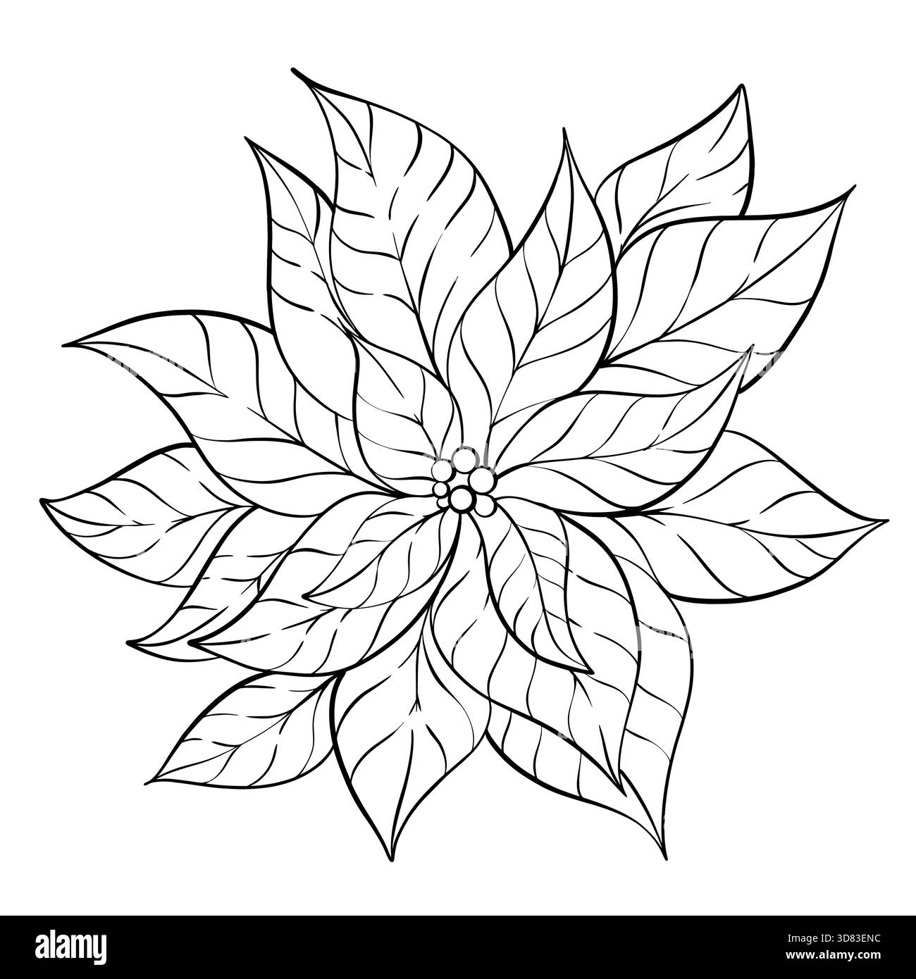 Black and White Poinsettia Christmas Flower Line Art. Minimal Hand ...