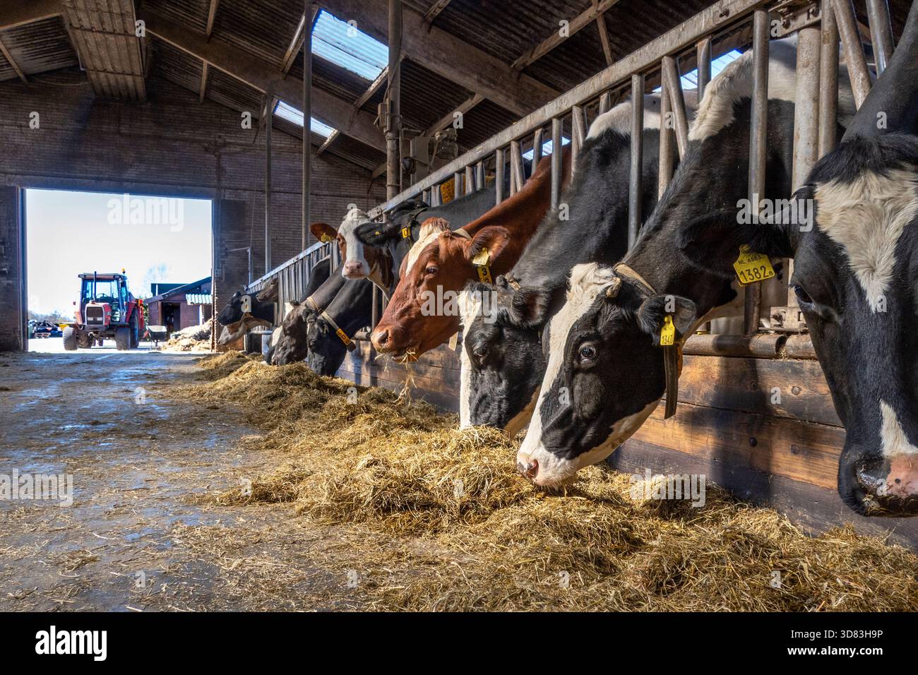 Cows and red barn hi-res stock photography and images - Alamy