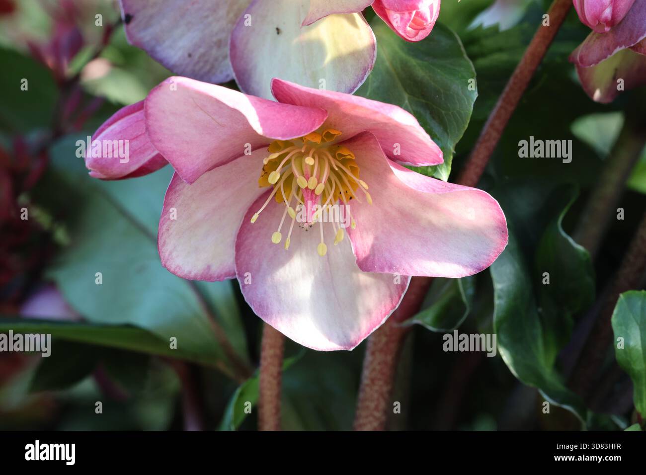 Single close up forward facing cream and pink Christmas rose petals ...
