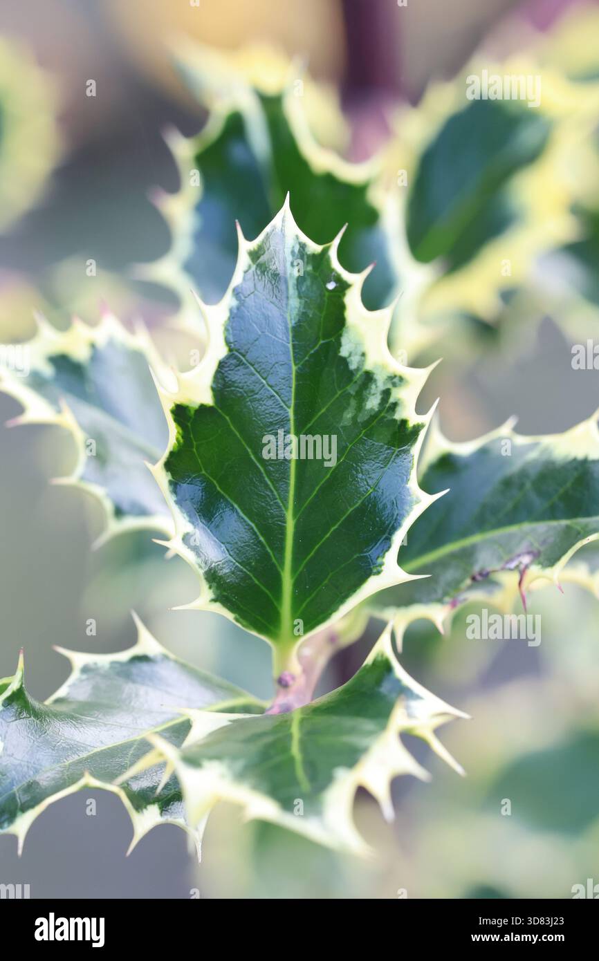 Single close up of a white margined variegated holly leaf. Ilex ...