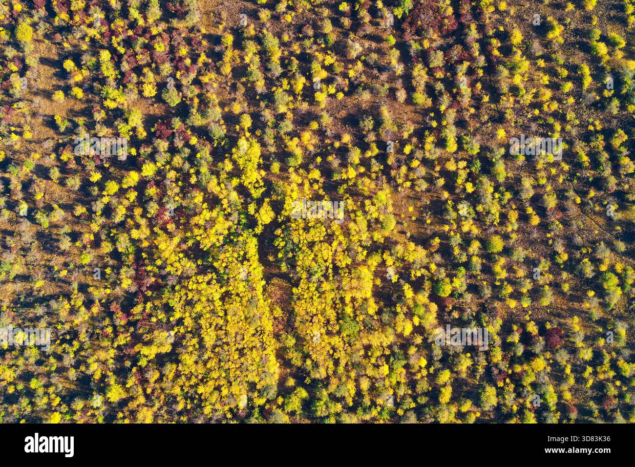 Rich maroon palette hi-res stock photography and images - Alamy