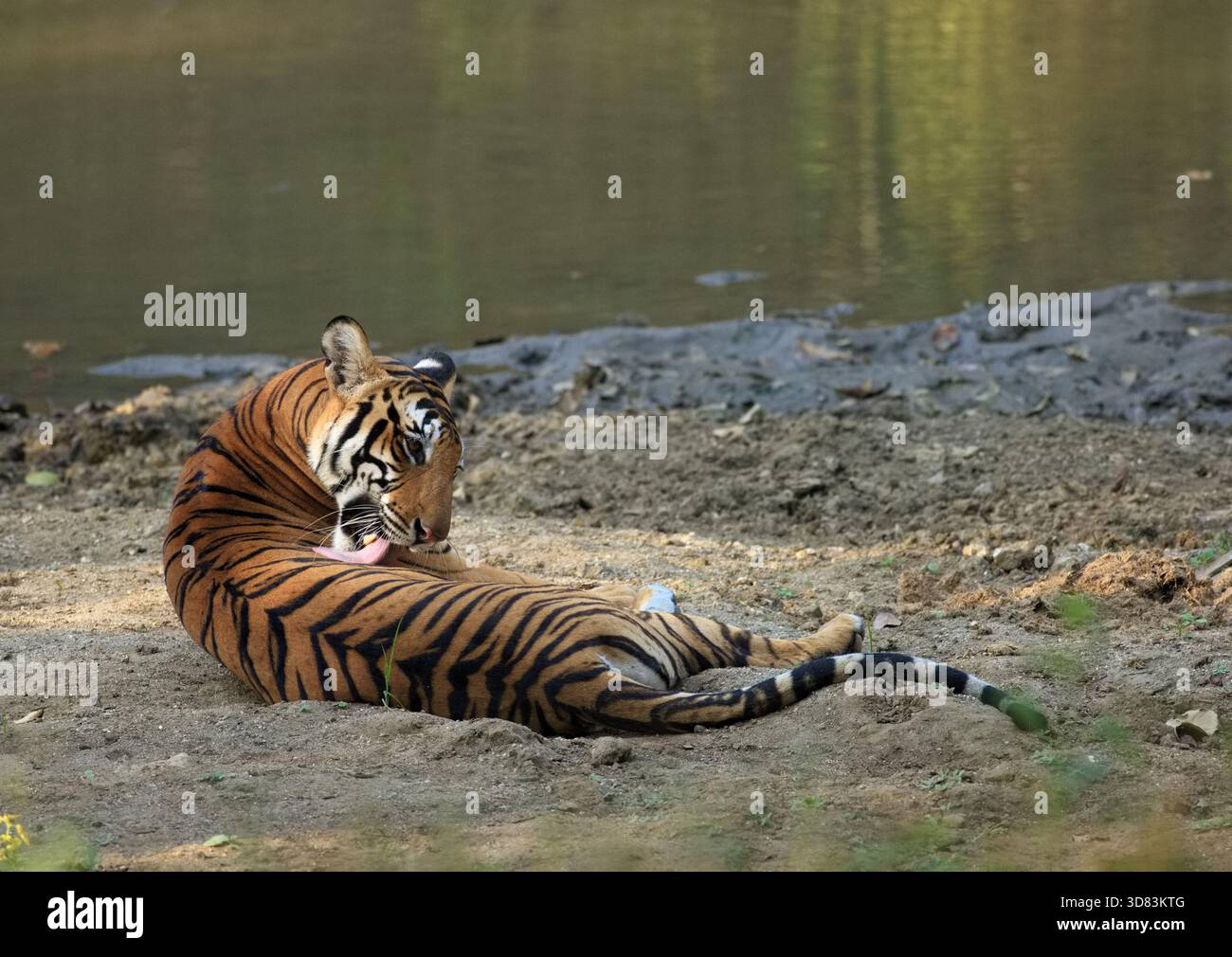 Close up of a Royal Bengal tiger licking her body and grooming Panthera ...