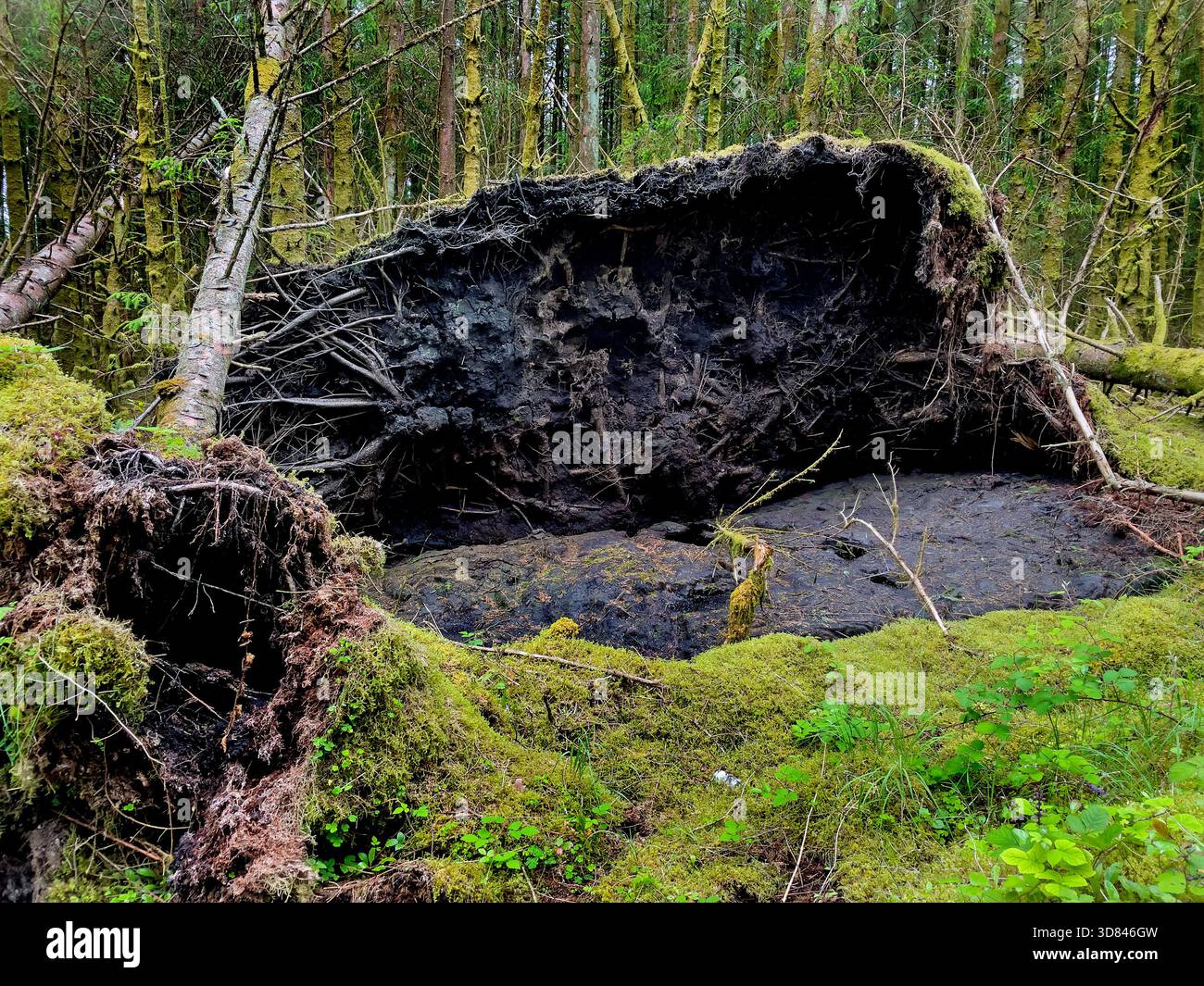 Giant tree falls with roots in the forest after big wind Stock Photo ...