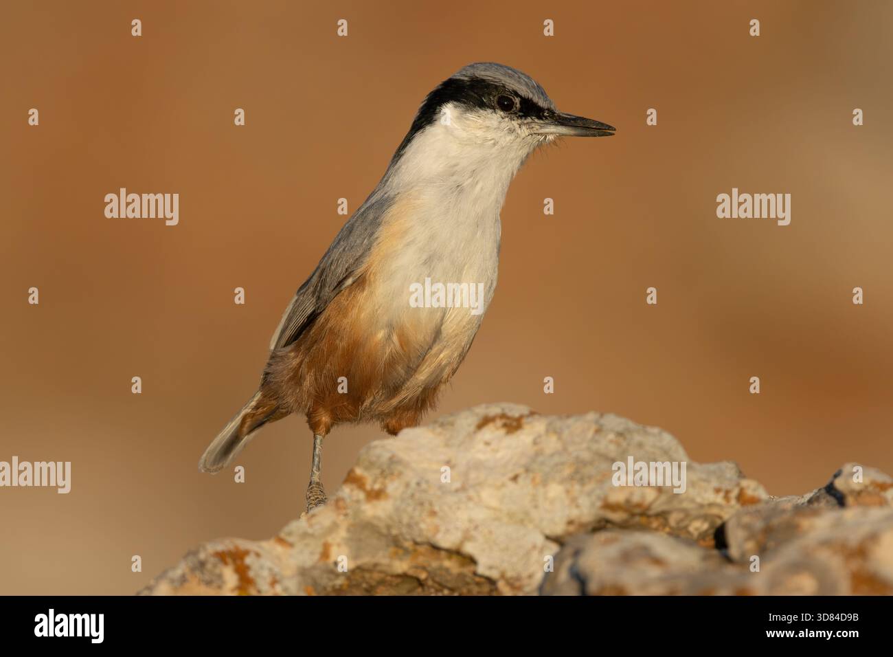2025 birding hotspot hi-res stock photography and images - Alamy