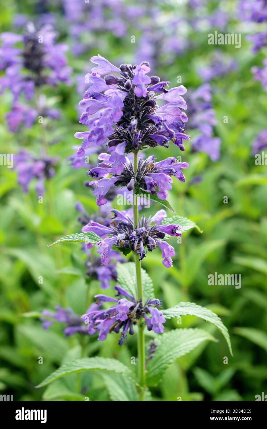 Nepeta 'Weinheim Summer Blues' catmint plant, a long flowering ...