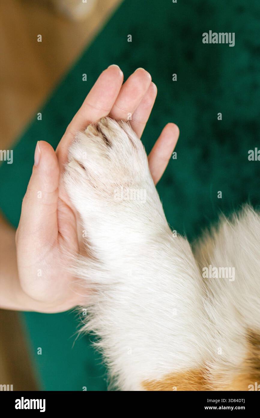 Heartwarming moment of connection between paw of dog and hand of human ...