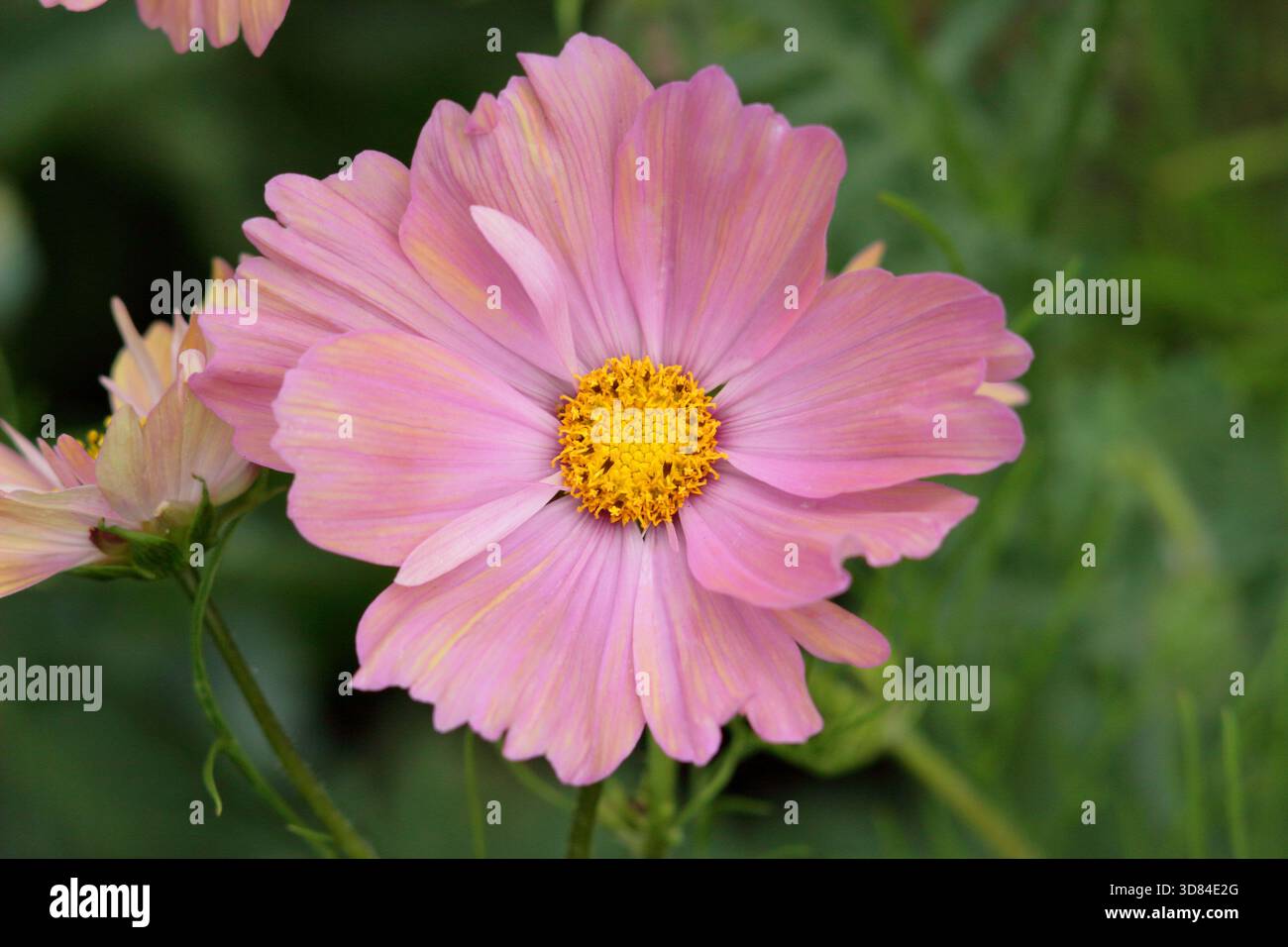Cosmos apricotta hi-res stock photography and images - Alamy