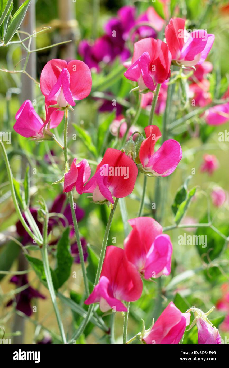 Sweet pea Miss Willmott, an historic sweet pea with bicoloured deep ...