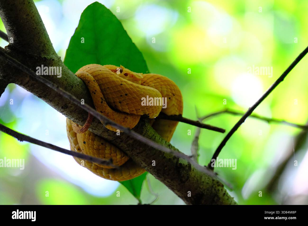 Golden eyelash viper coiled on a tree branch in Cahuita National Park ...