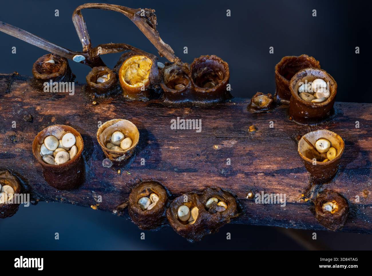 Cup funghi hi-res stock photography and images - Alamy