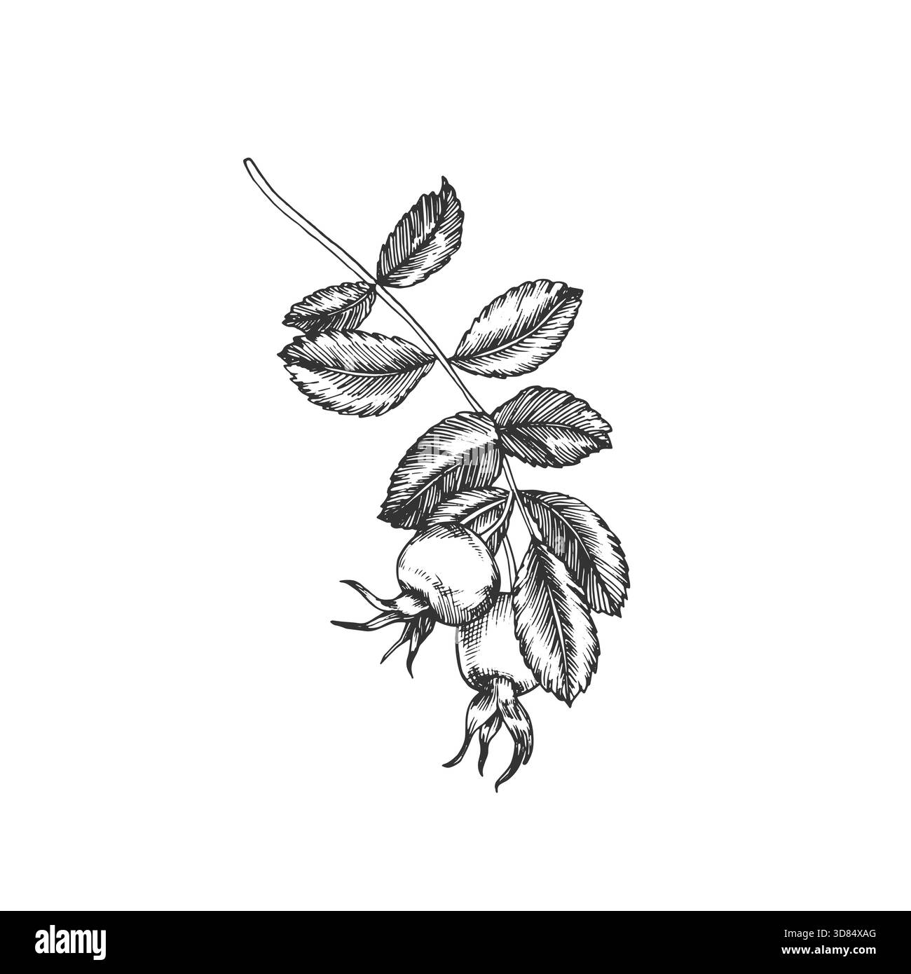 Rosehip branch berries in Stock Vector Images - Alamy