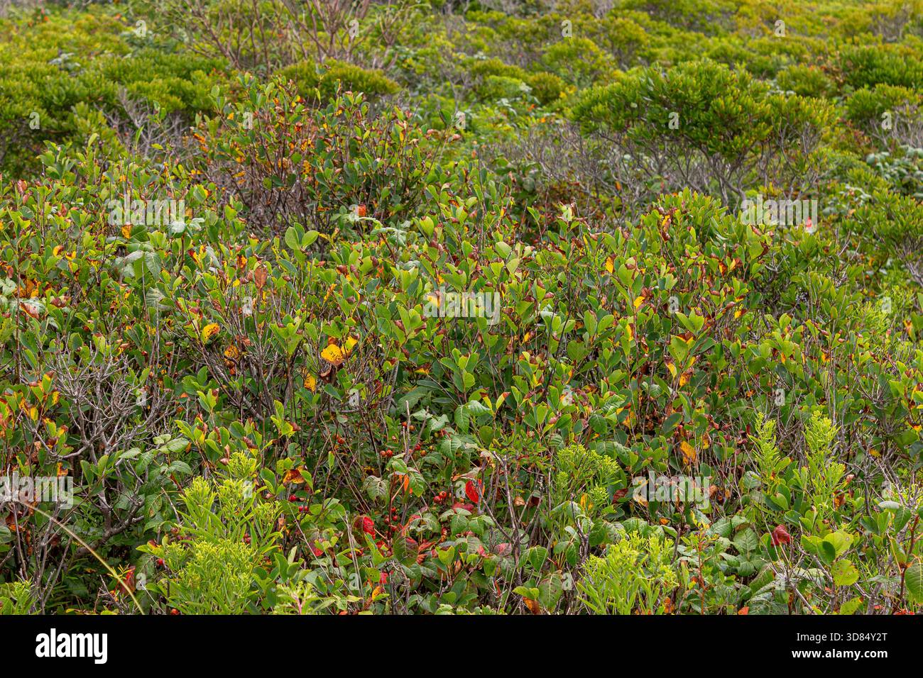 Clusters beach grass sand hi-res stock photography and images - Alamy
