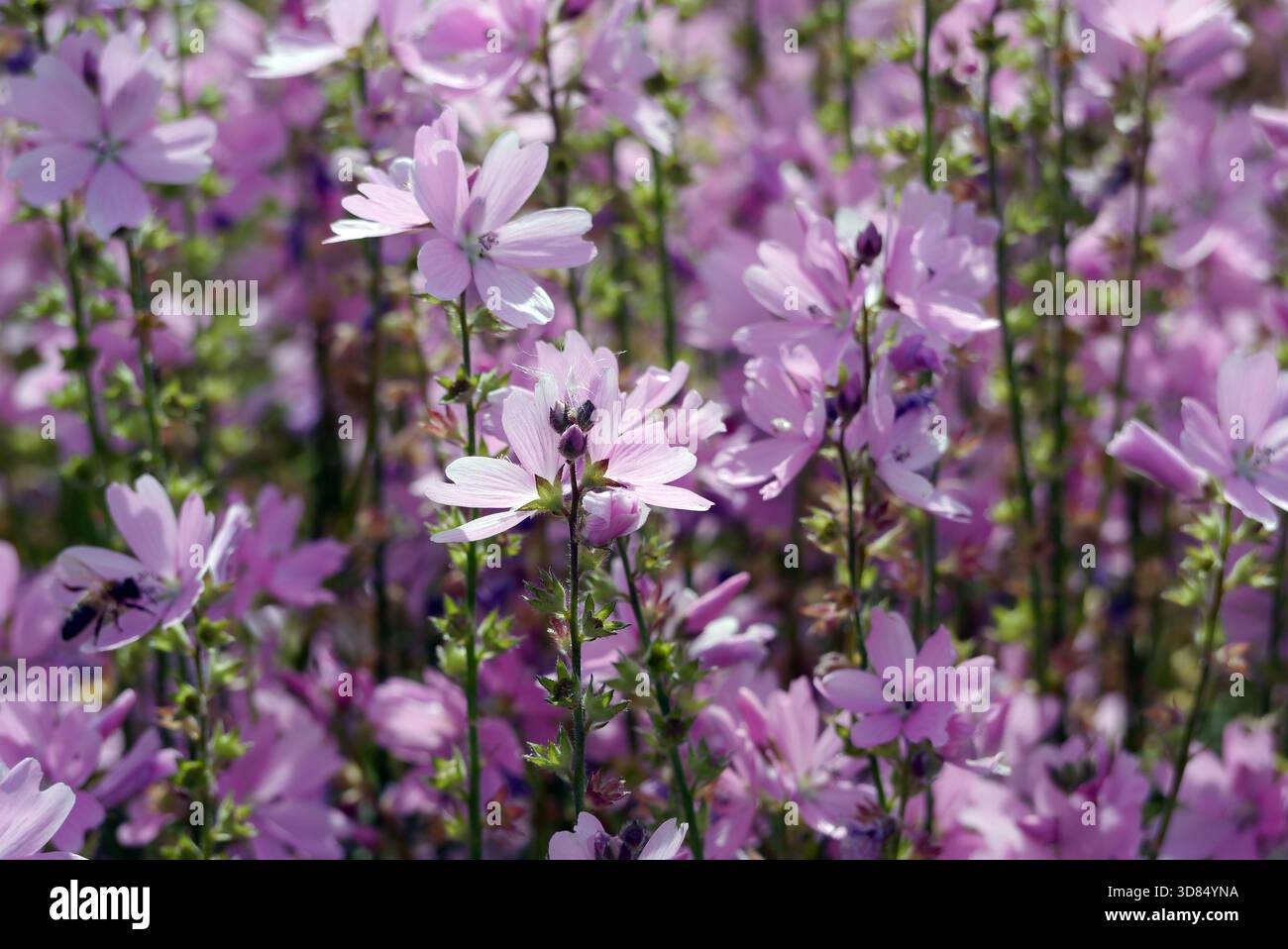 Bunches of Pale-Pink Sidalcea 'My Love' (Prairie Mallow) Flowers on ...