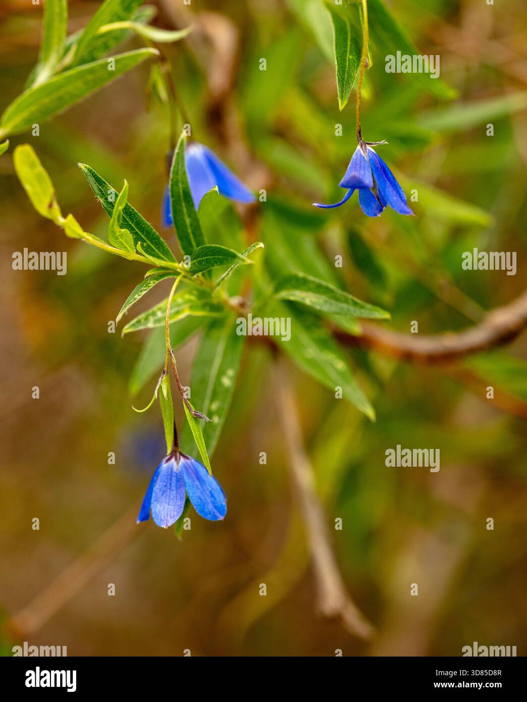Natural close up flower image of Sollya Heterophylla/Billardiera ...