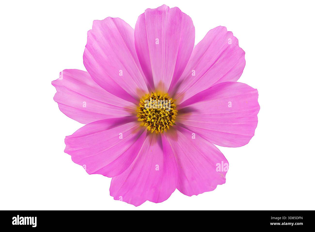 Cosmos wildflower bloom Cut Out Stock Images & Pictures - Alamy
