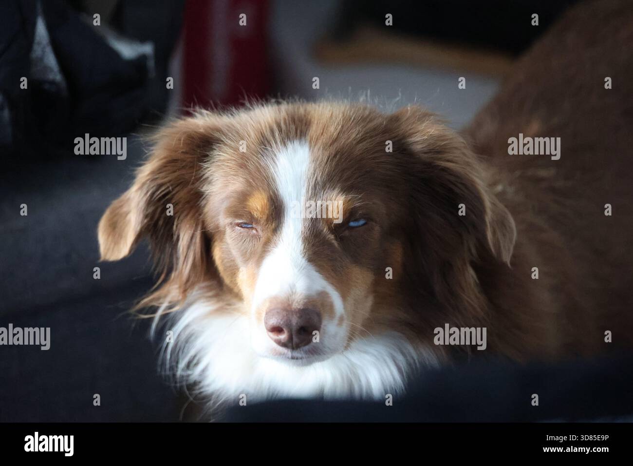 Sleepy brown dog with white markings indoors Stock Photo - Alamy
