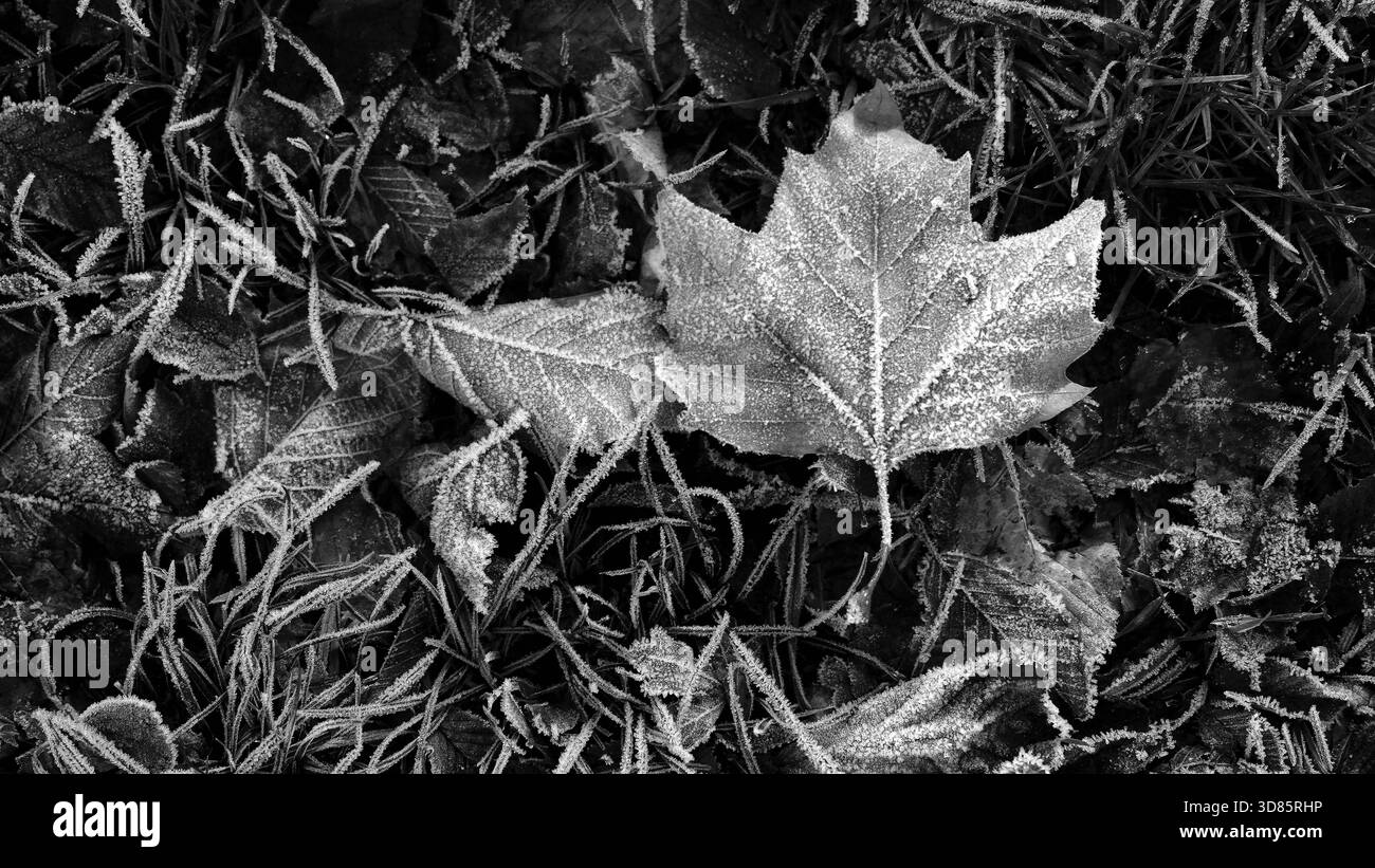 28.11.2025, Spaziergang in Neuried im Bild: Gefrorene Rasen und ...
