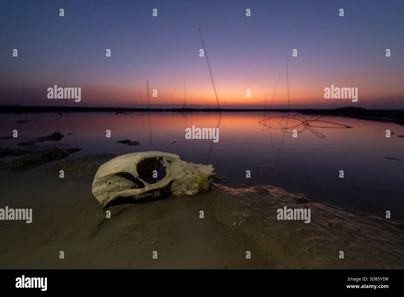 November 28, 2025, Kishoregonj, Dhaka, Bangladesh: A white animal skull ...