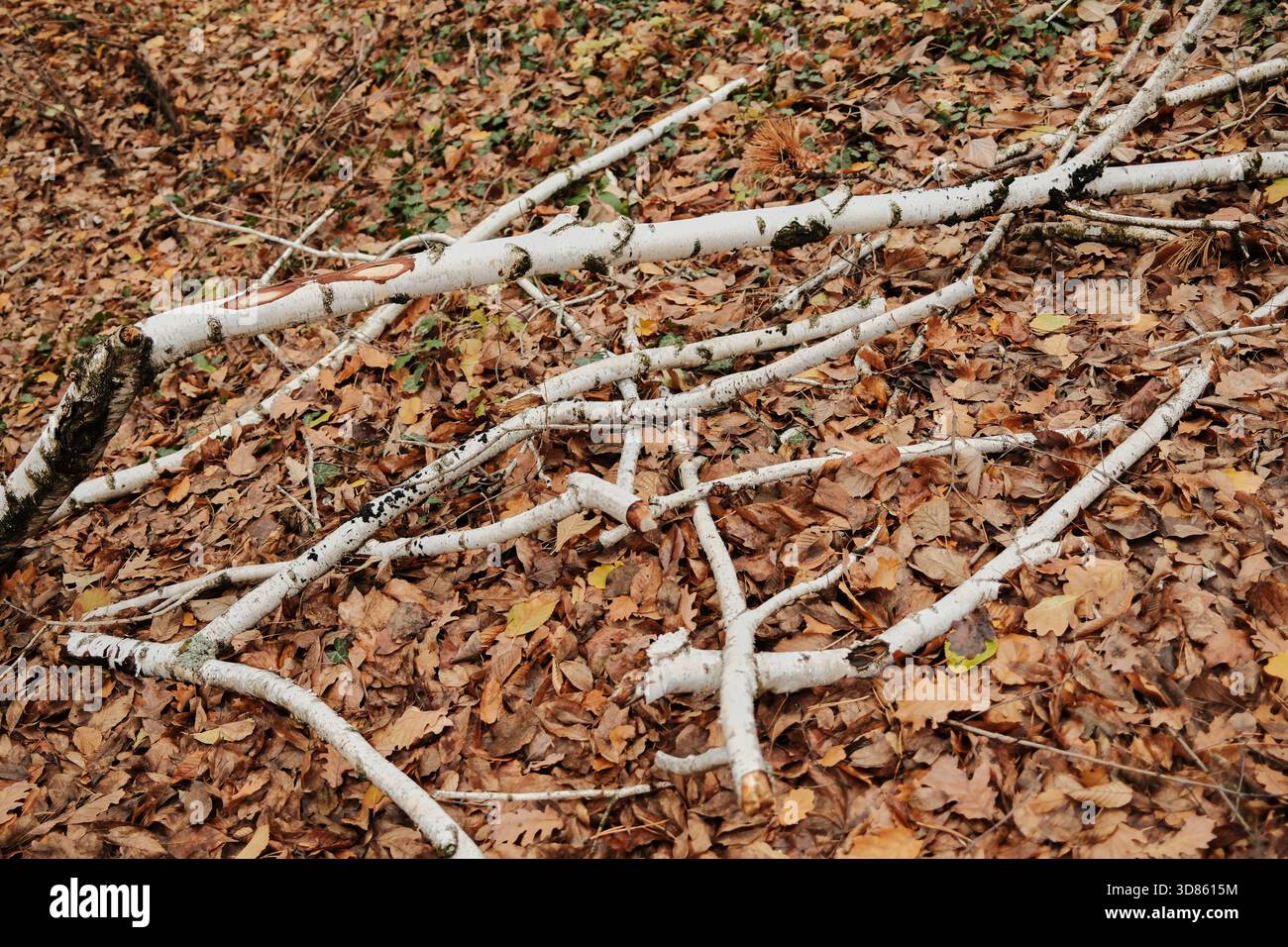 White fallen branches lie hi-res stock photography and images - Alamy