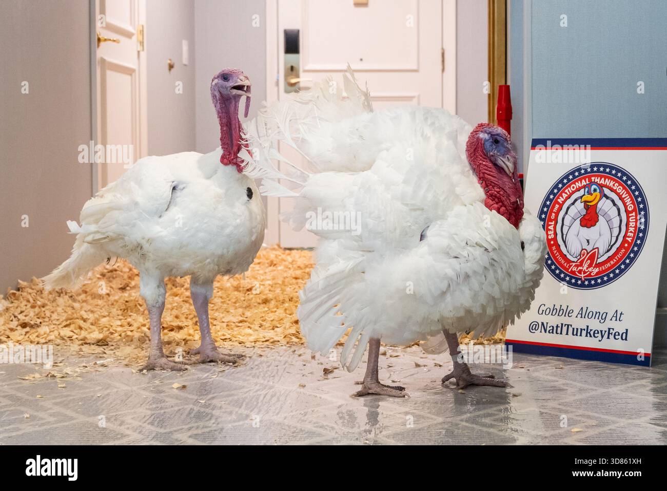 The 2025 Presidential Turkeys, named Gobble and Waddle, arrive at the ...