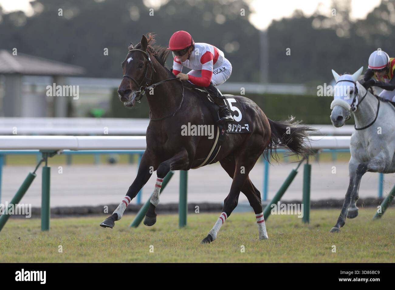 2025/11/22 KYOTO 10R HIEI STAKES Danon Cima / Yuga Kawada Jockey Kyoto ...