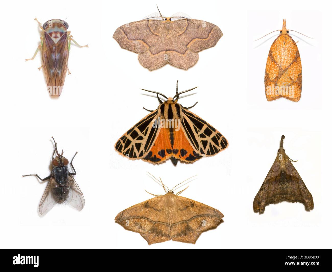 Unique number ranging hi-res stock photography and images - Alamy