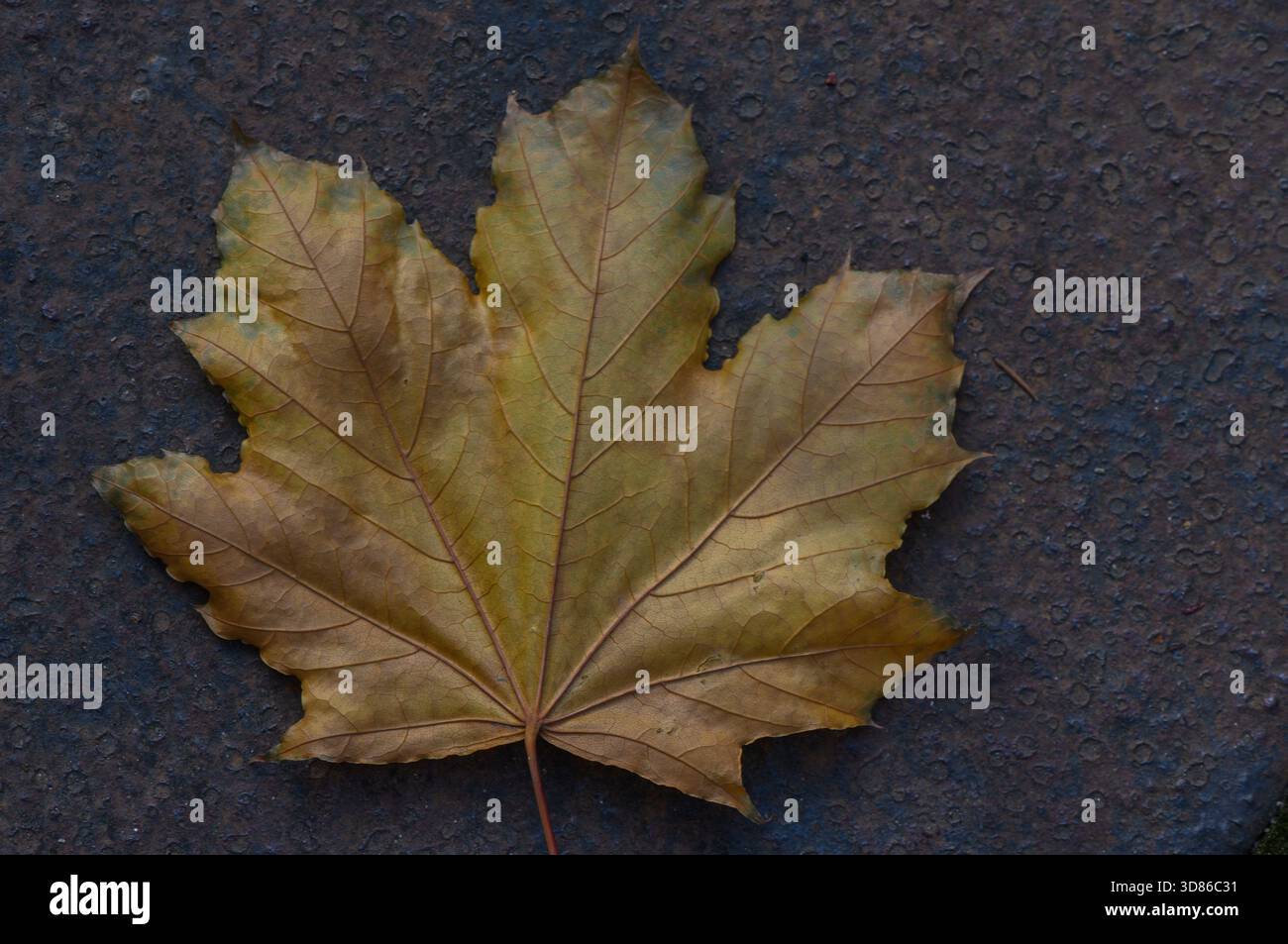 Vibrant autumn maple leaf contrasting with rough rusty metal texture ...