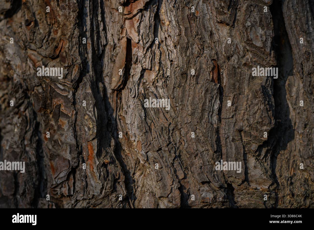Exquisite texture of Jeffrey pine bark with deep fissures and intricate ...